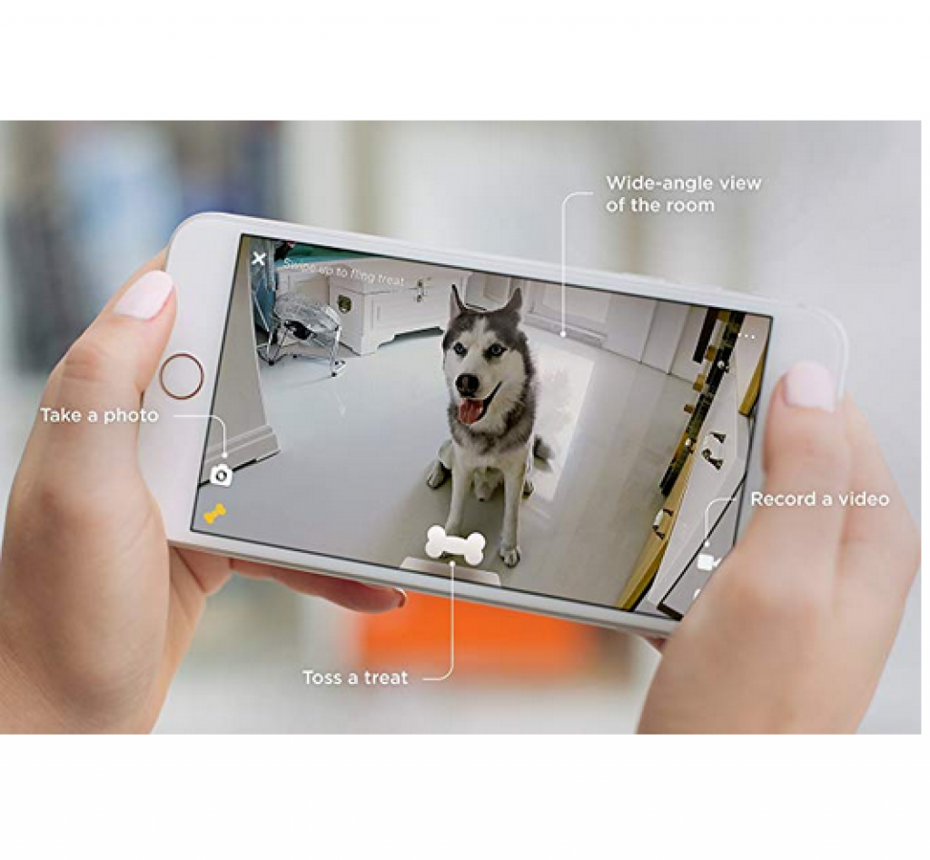 Best Pet Cameras of 2019 - Top 5 Pet Cameras Reviewed | TGN