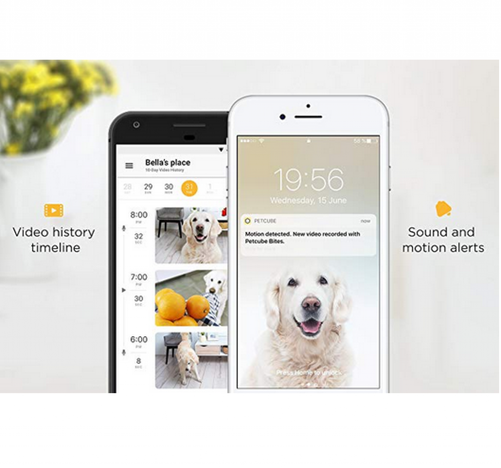 Best Pet Cameras of 2019 - Top 5 Pet Cameras Reviewed | TGN